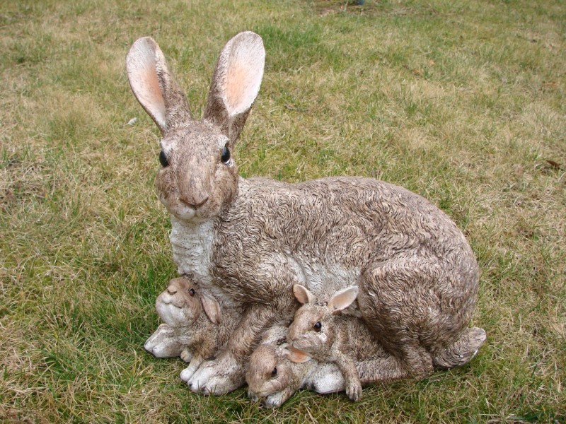 Karnickel !!!!!! - Cambodia Expats Online: Forum | News | Information ...